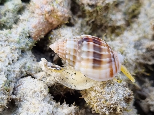 Nassarius distortus · iNaturalist