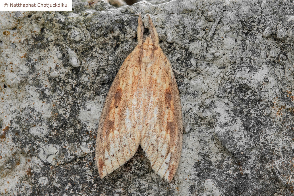 Periergos from Pha Trom Jai on August 21, 2020 at 09:35 AM by ...