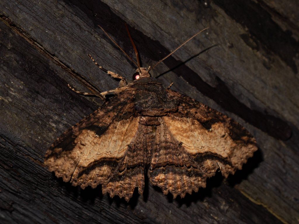 Lunate Zale Moth from Anne Arundel County, MD, USA on November 18, 2021 ...