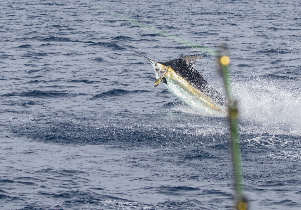 Black Marlin from San José Province, Pérez Zeledón, Costa Rica on ...