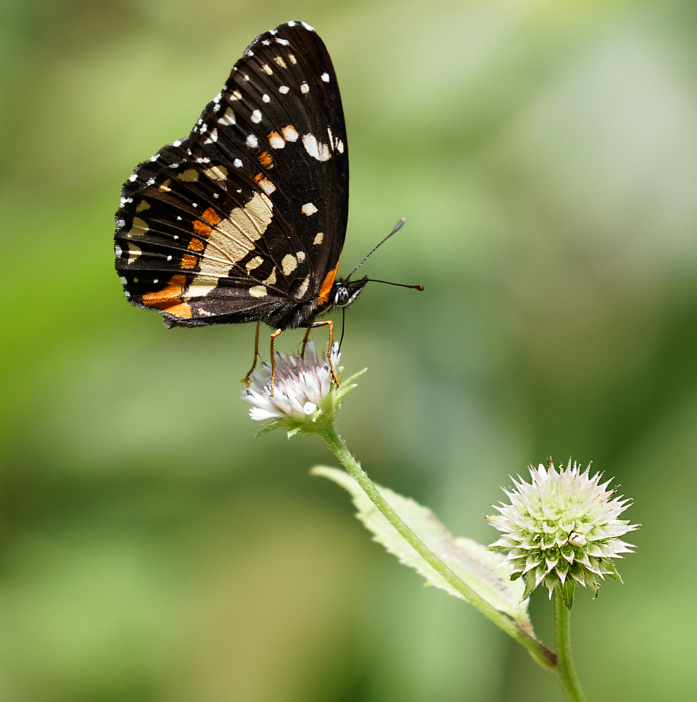 Bordered Patch from Oaxaca, Mexico on June 21, 2021 at 02:58 PM by ...