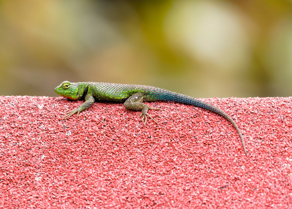 Mexican Emerald Spiny Lizard from Oaxaca, Mexico on June 29, 2021 at 01 ...