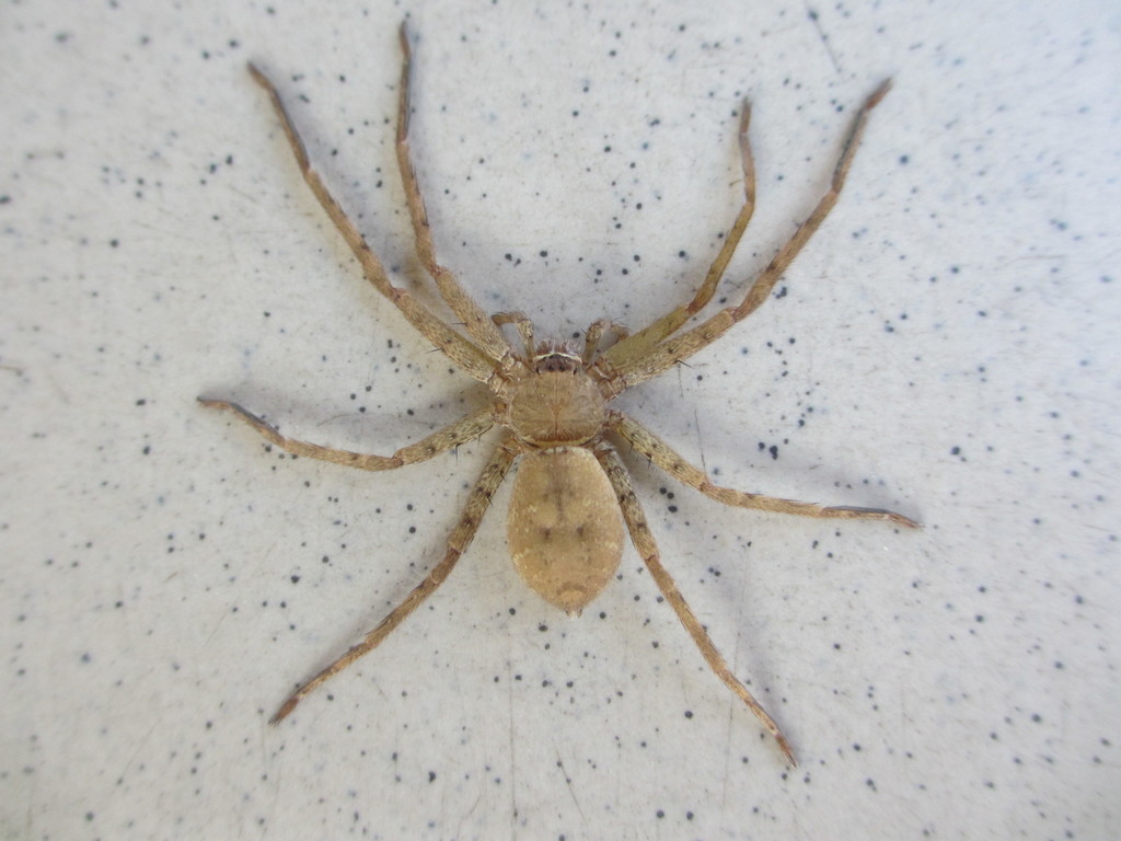 Pantropical Huntsman Spider in October 2021 by adealy · iNaturalist