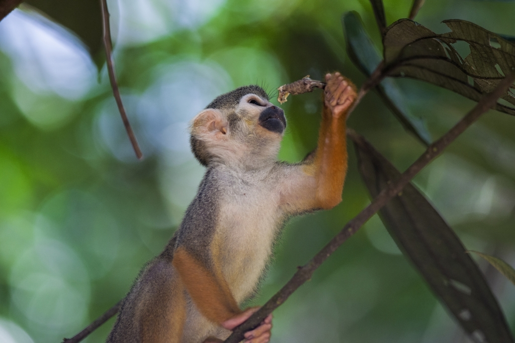 Squirrel Monkeys from Ananindeua - PA, 66032, Brasil on October 08 ...