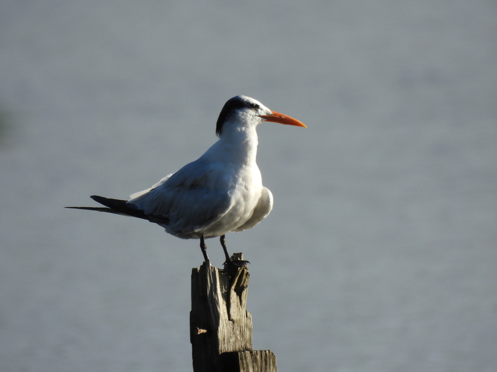 Royal Tern from Campamento Piñones, Carolina, Loíza, Puerto Rico on ...