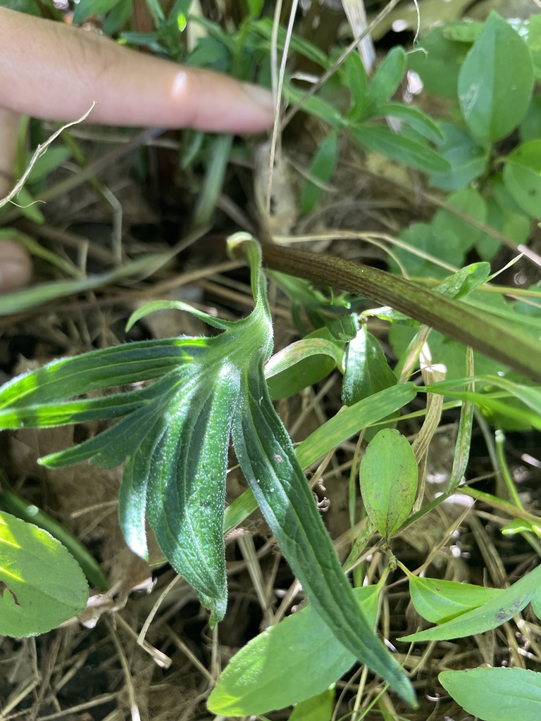 common valerian from Beaconsfield, QC, Canada on September 16, 2021 at ...