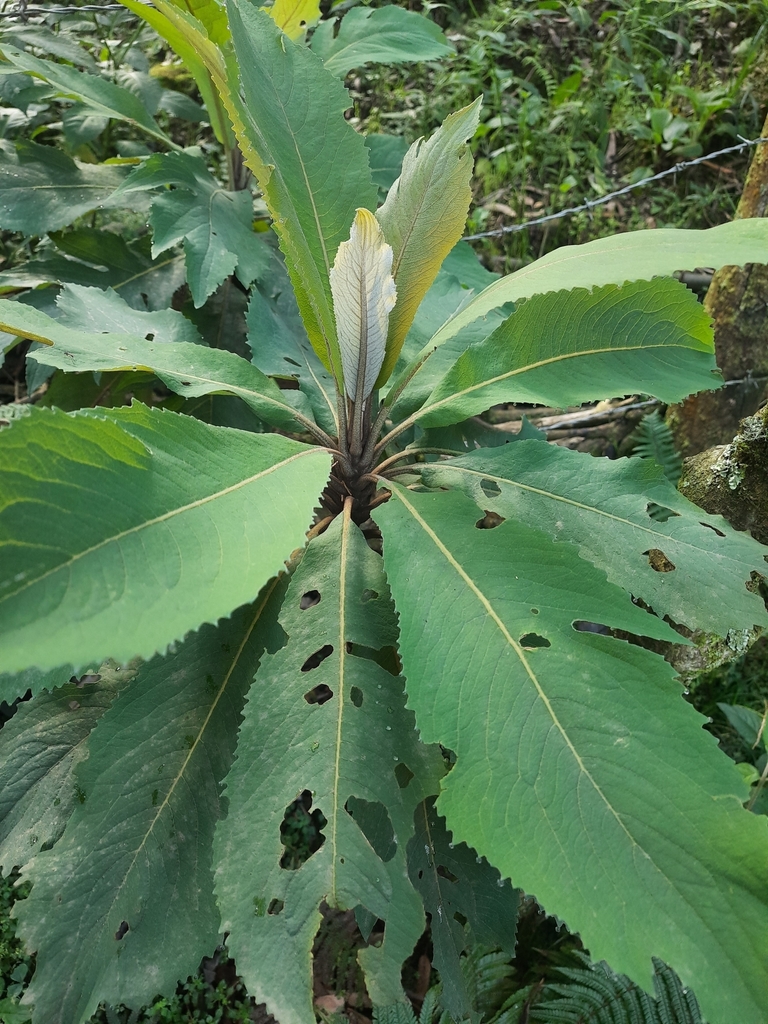 Entire-leaved Tree Celandine from Bogotá, Colombia on November 18, 2021 ...