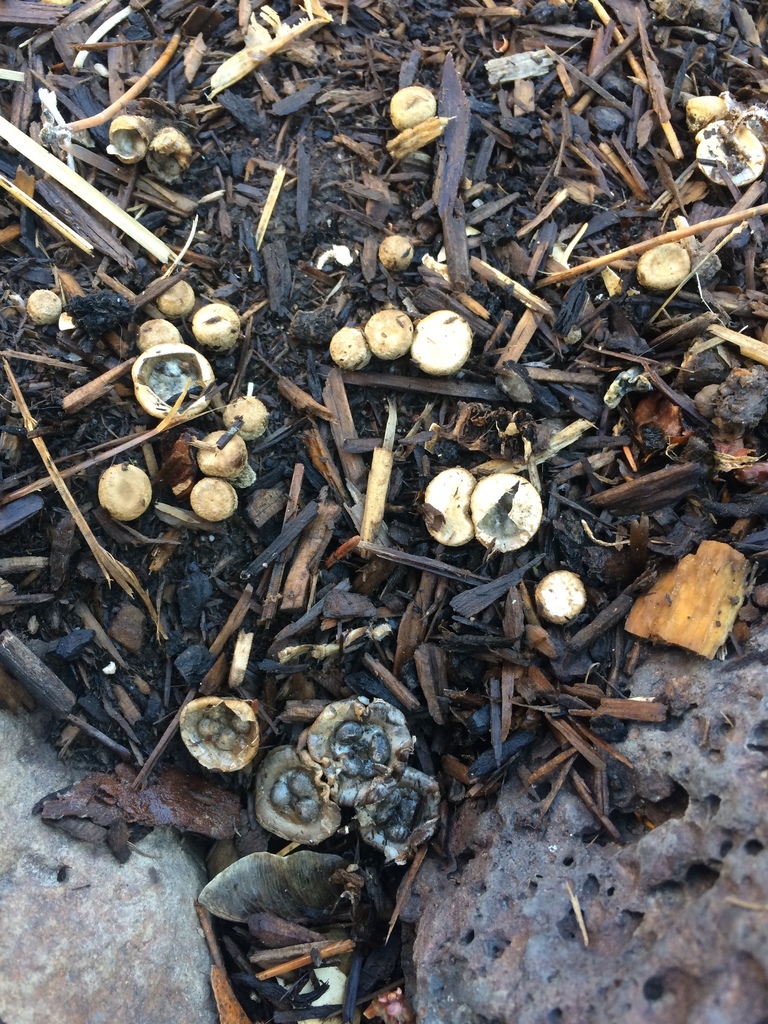 Cyathus from S Atlantic St, Boise, ID, US on November 20, 2021 at 01:51 ...