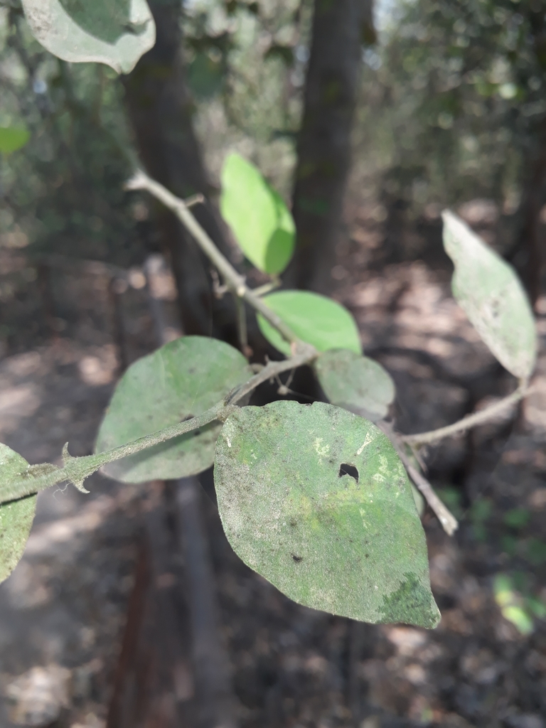 indian caper from Unnamed Road, Film City Complex, Aarey Colony ...