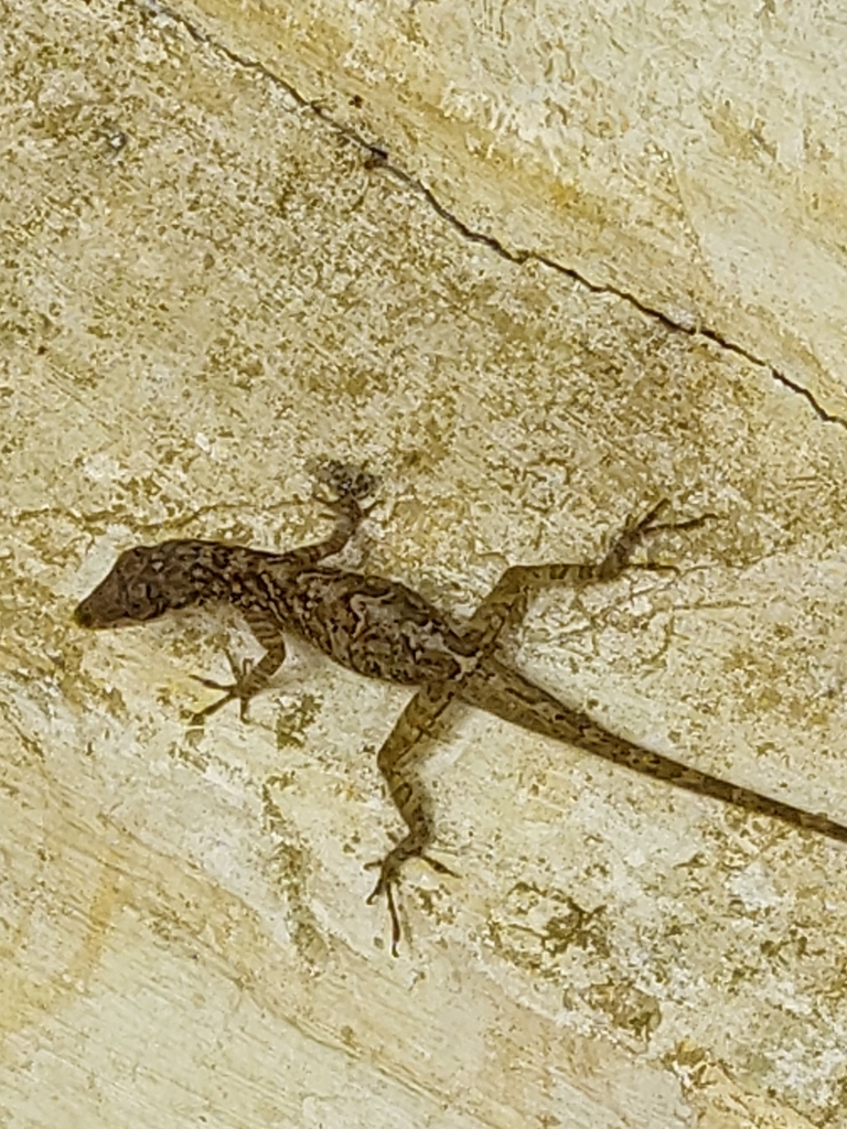 Bronze Anole from Chaguanas, Trinidad and Tobago on November 20, 2021 ...