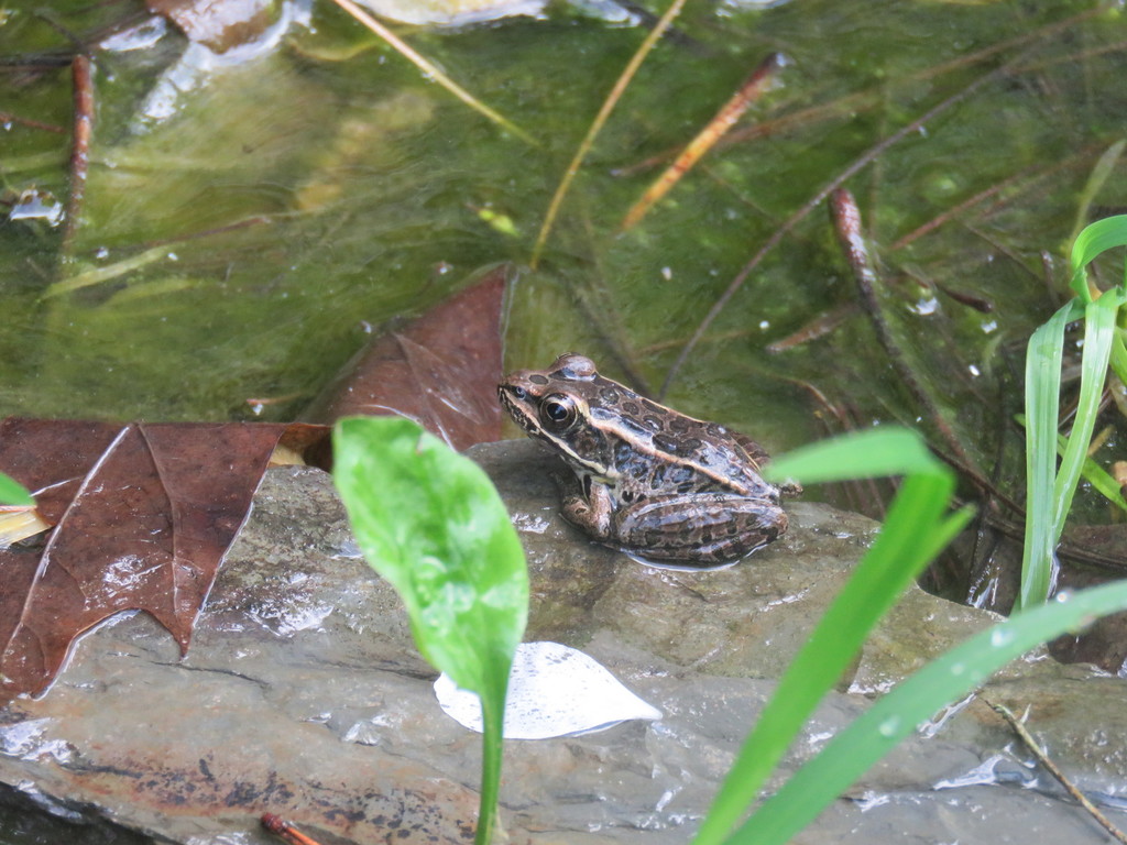 Pickerel Frog in May 2017 by Kyle Klotz · iNaturalist