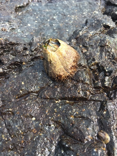 Megabalanus volcano · iNaturalist