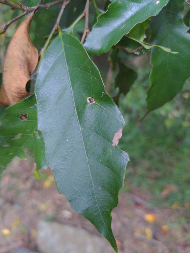 ring-cupped oak from 943台灣屏東縣獅子鄉內文村 on November 20, 2021 at 12:56 PM by ...