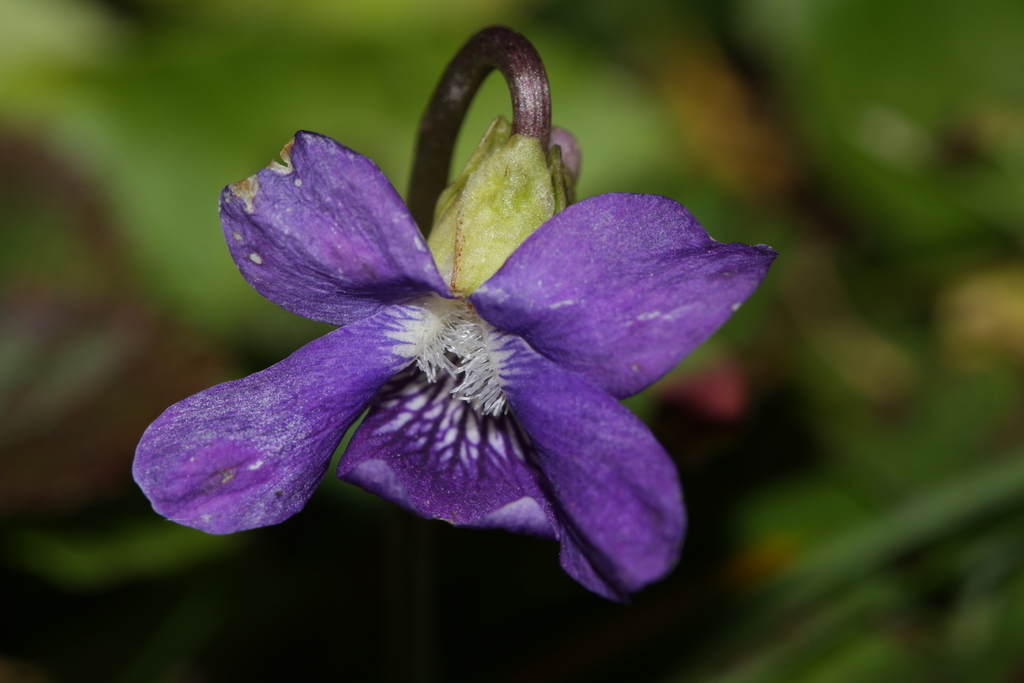 common blue violet from Woodland Rd, Pittsburgh, PA 15232, USA on ...