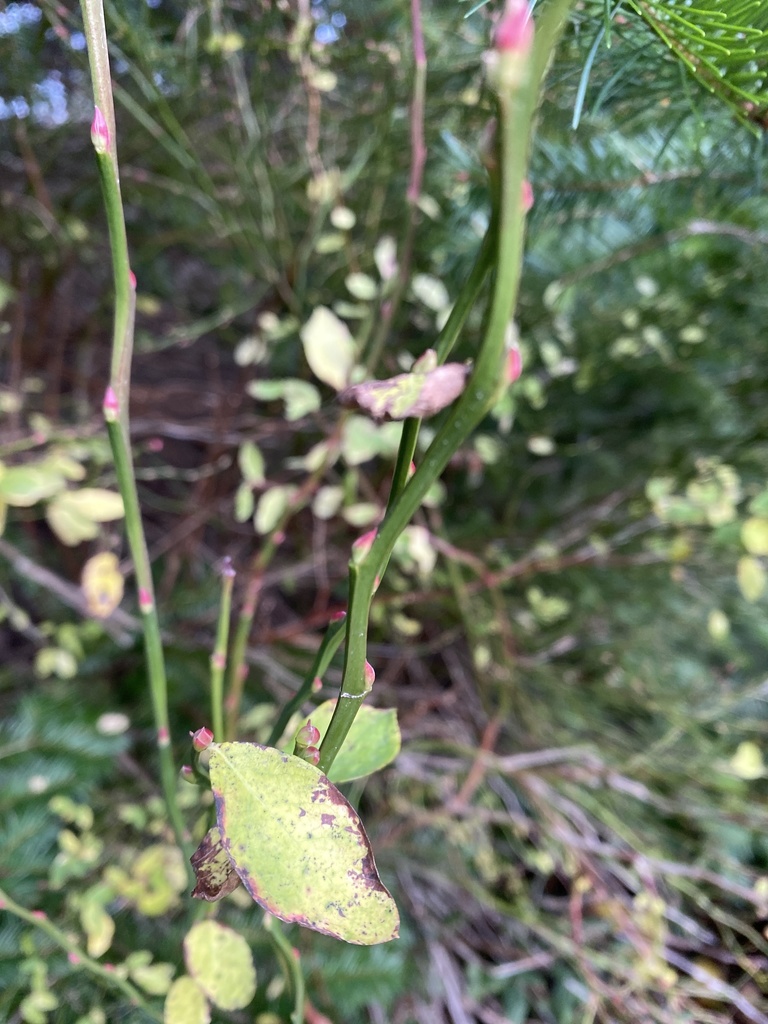 Red Huckleberry from Cougar Mountain Regional Wildland Park, Bellevue ...