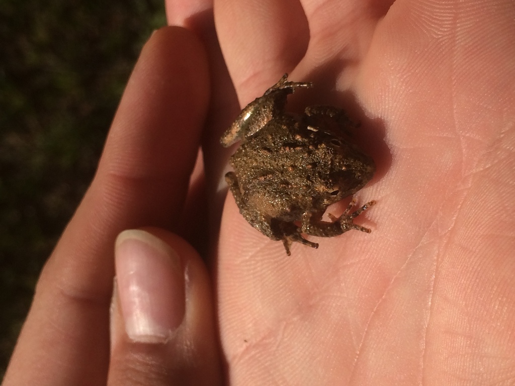 Northern Cricket Frog In April 2018 By Artifore INaturalist northern-cricket-frog-in-april-2018-by-artifore-inaturalist