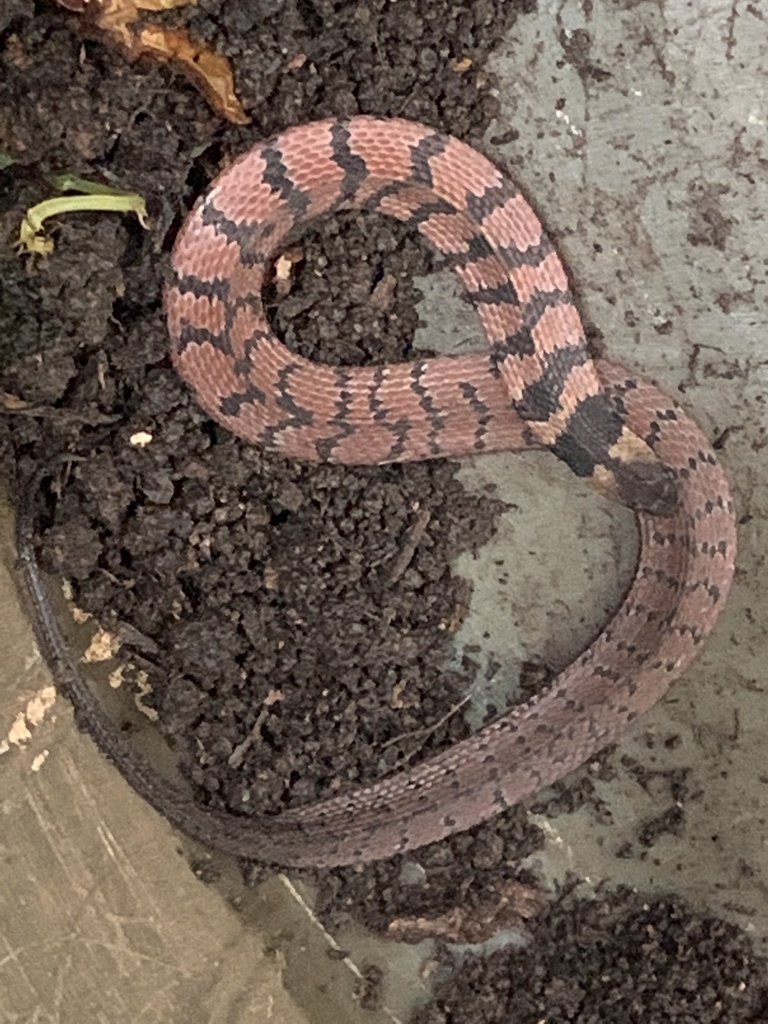 Red Coffee Snake from Buenos Aires, Puntarenas, CR on September 6, 2019 ...