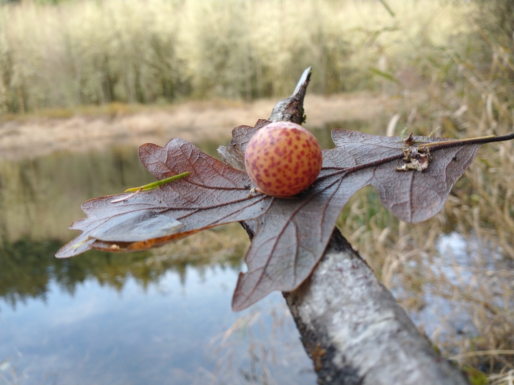 Speckled Gall Wasp from Rochester, WA 98579, USA on November 20, 2021 ...