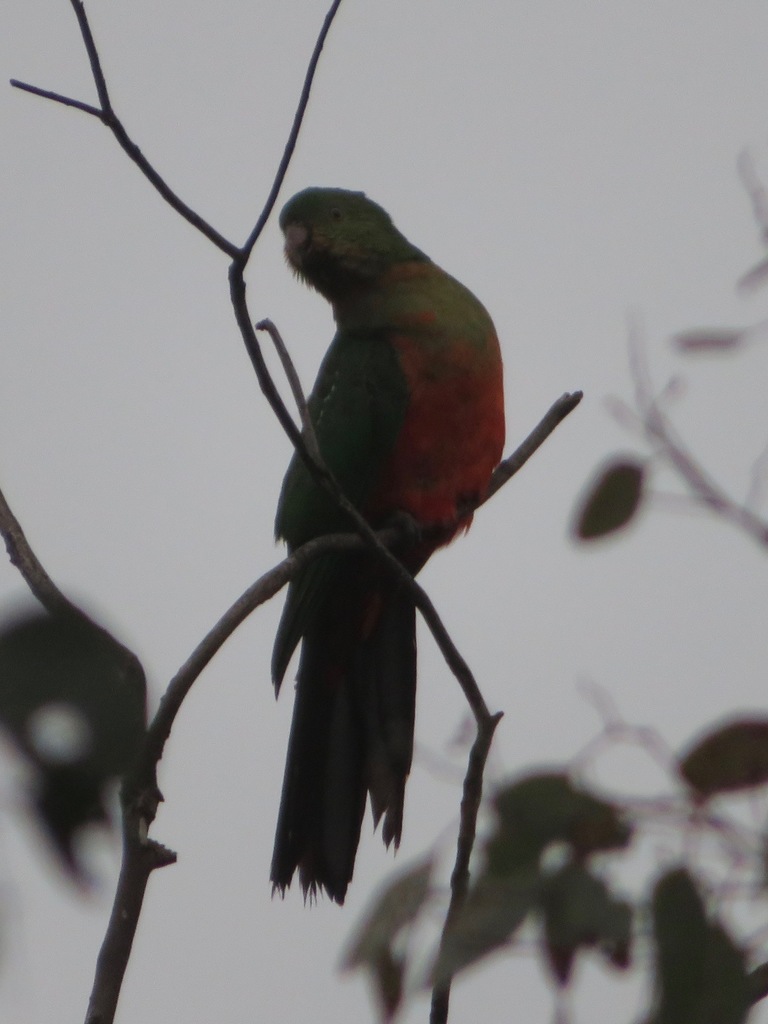 Australian King-Parrot from Granville Cl, Greenleigh, NSW, Australia on ...