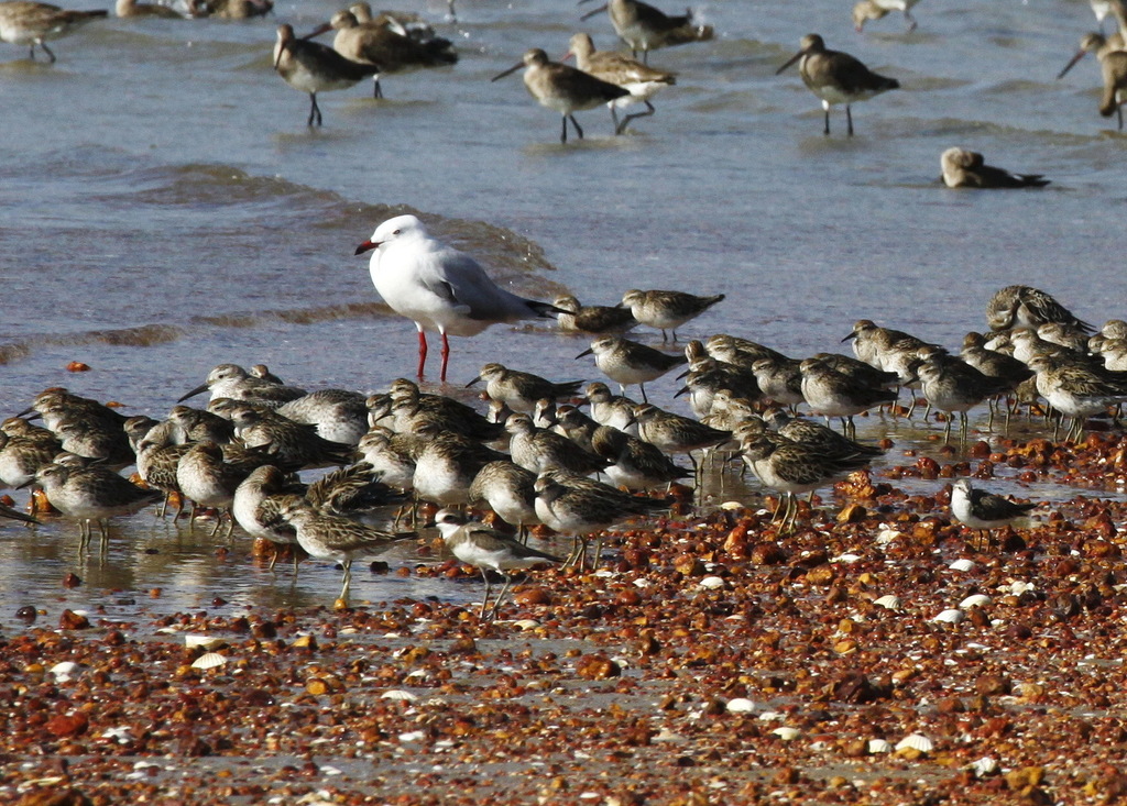 Greater Sand-Plover from Weipa QLD 4874, Australia on November 22, 2015 ...
