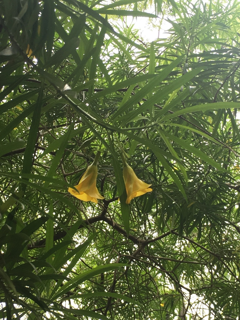 Be-still tree from 九龍公園, 香港, 香港, HK on April 30, 2018 at 03:00 PM by ...