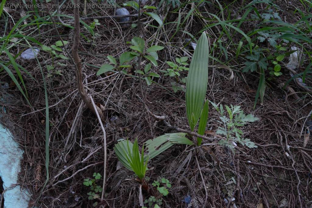 Palma abanico desde Parque Ciudad Despierta, Guadalupe, N.L., Mexico el ...