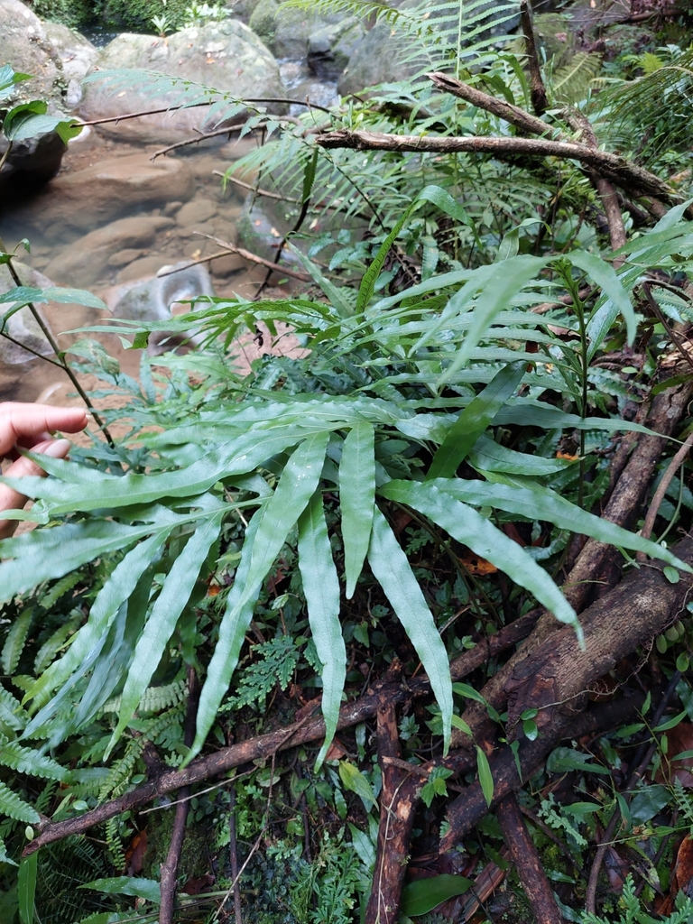 Leptochilus ellipticus from New Taipei, TW-NT-TP, TW on November 21 ...