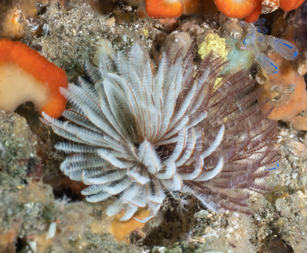 Southern Fanworm from Shiprock Aquatic Reserve on November 21, 2021 at ...
