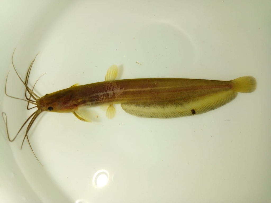 Asian Stinging Catfish