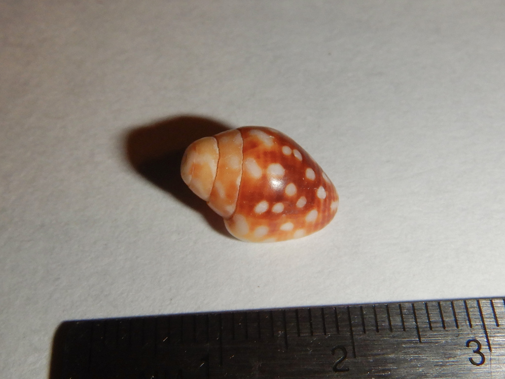 Lightning Dove Shell from Bali, Indonesia on July 03, 2018 at 08:08 AM ...