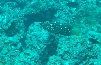 Starry Grouper from Bajo Leche on February 16, 2021 at 12:24 AM by ...