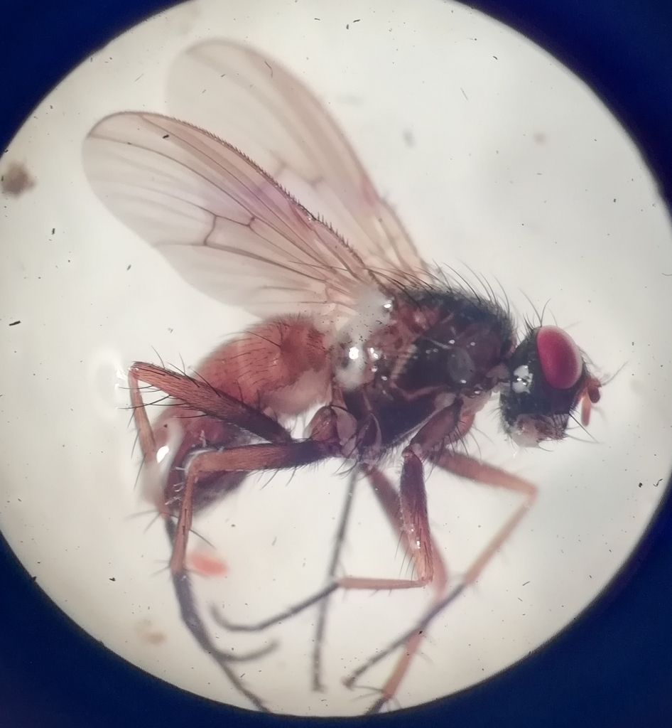 Root-maggot Flies from Puvočiai 65344, Lithuania on July 15, 2021 at 09 ...