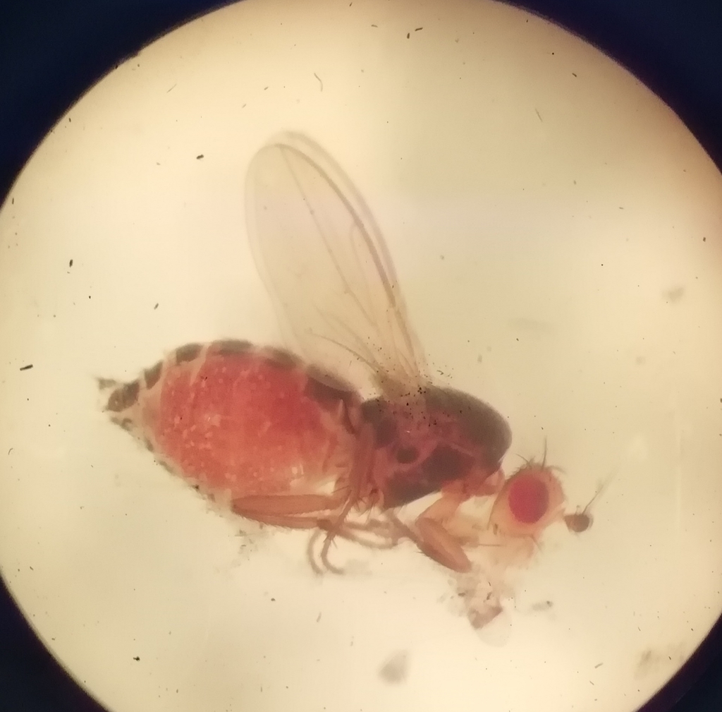 Lesser Dung Flies from Puvočiai 65344, Lithuania on July 15, 2021 at 10 ...