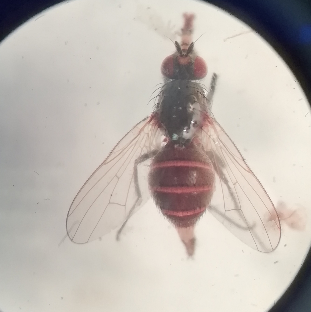 Root-maggot Flies from Puvočiai 65344, Lithuania on July 15, 2021 at 11 ...