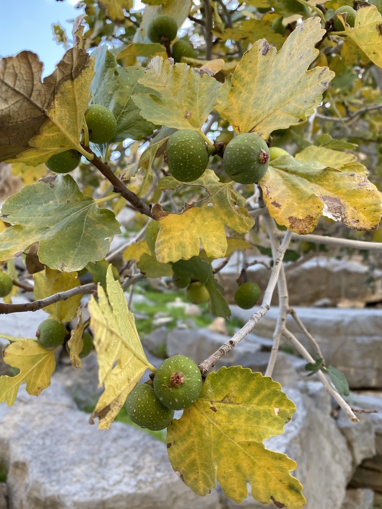Ficus johannis from Wadi Ghalilah, Ras Al Khaimah, AE on November 13 ...