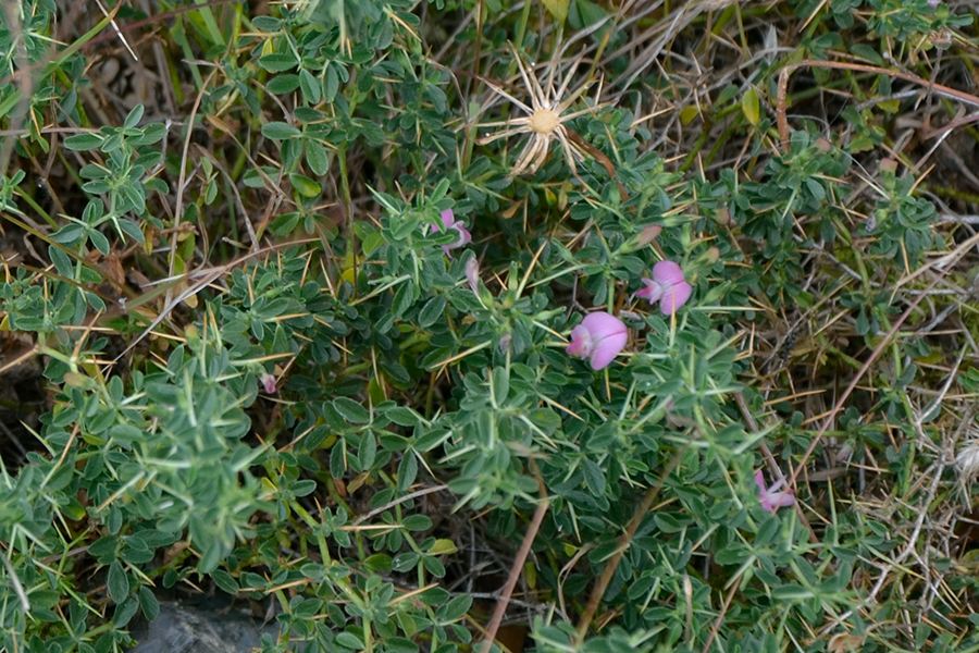 Spiny restharrow from Crete, Greece on July 4, 2015 at 09:31 AM by ...