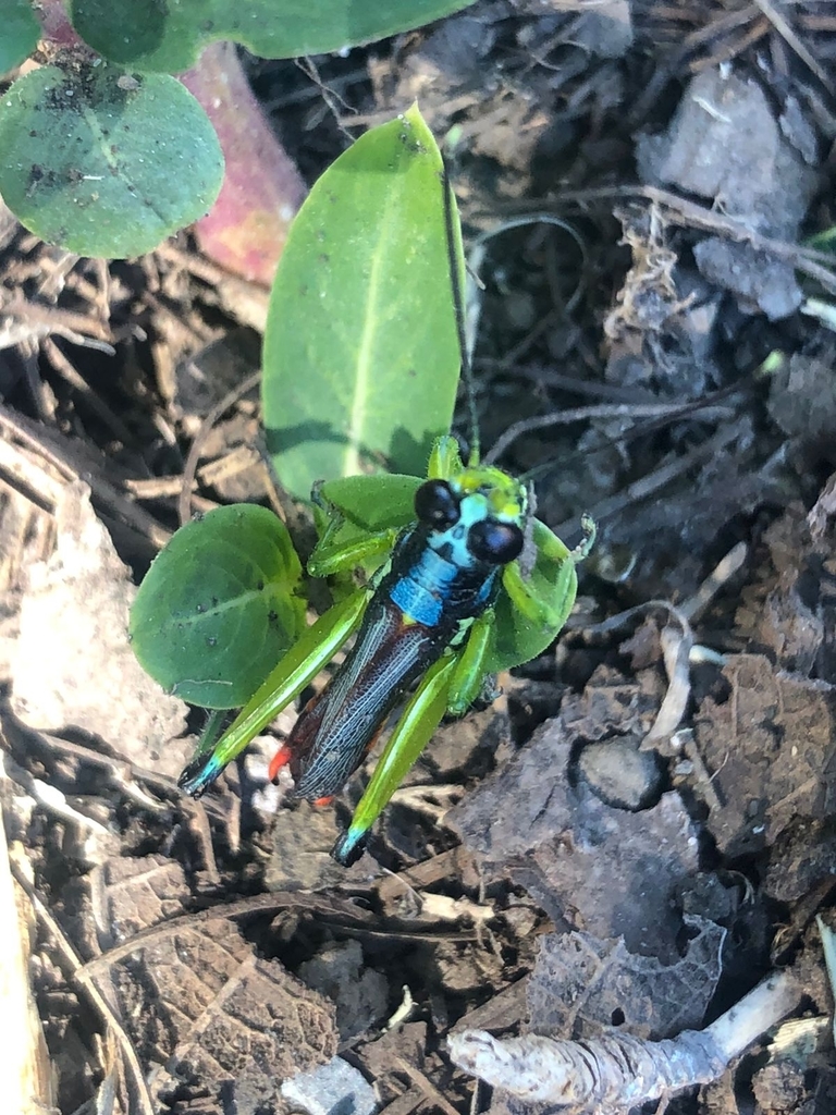 Proctolabus mexicanus from 76C2HQRM+PV on November 21, 2021 at 02:02 PM ...