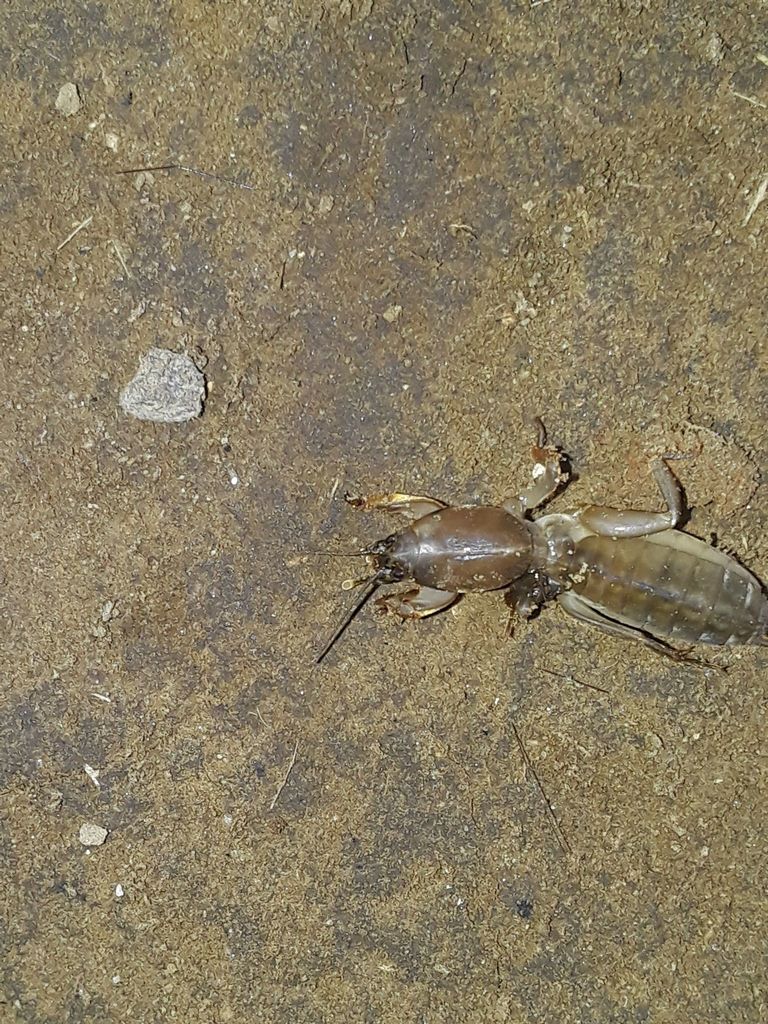 Mole Crickets from Moraspungo, Cotopaxi, Ecuador on July 12, 2021 by ...
