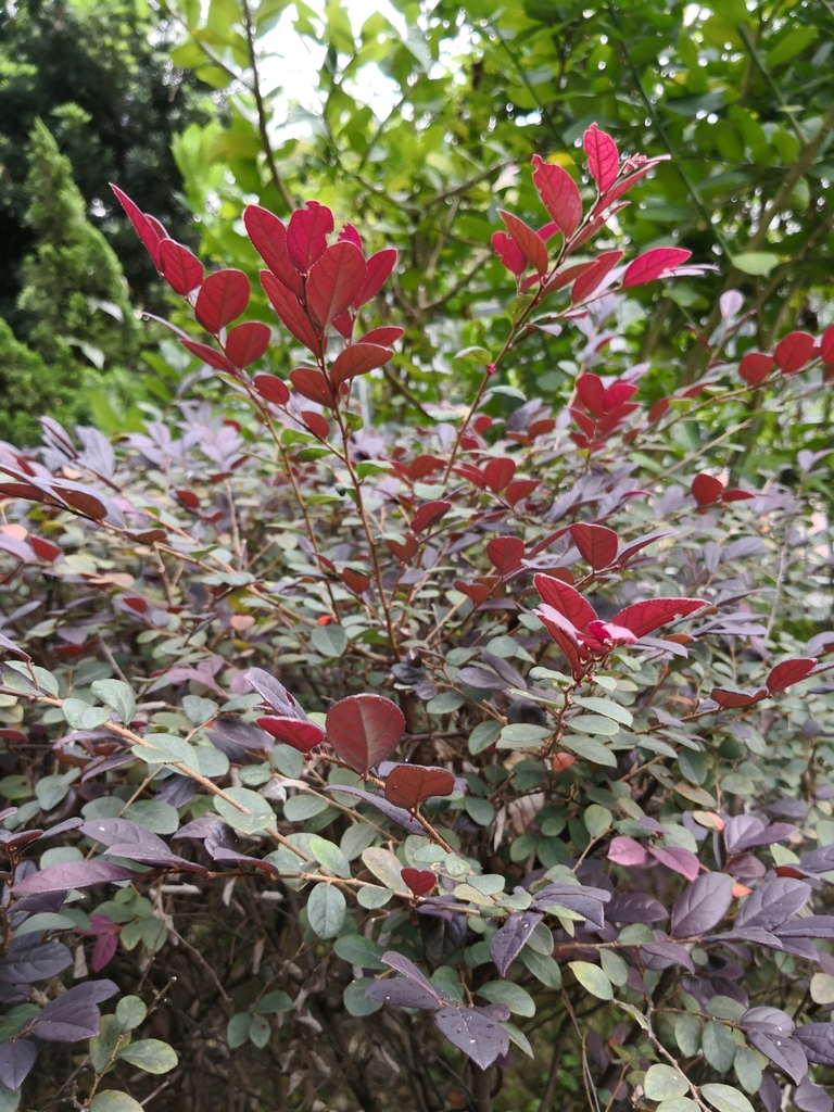 Red Strap Flower from Fire Dragon Path, Causeway Bay, Hong Kong on ...