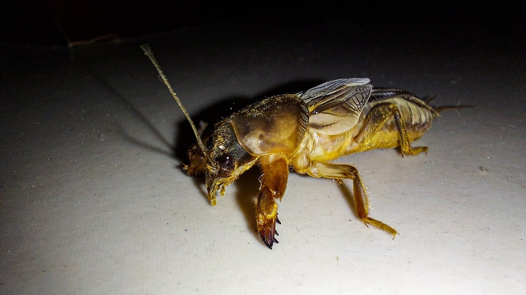 Neoscapteriscus from Palma, MG, Brasil on November 21, 2021 at 08:36 PM ...