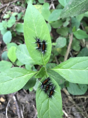 Observations by tigerarkin · iNaturalist