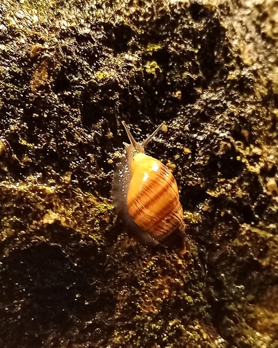 Bostryx juana · iNaturalist United Kingdom