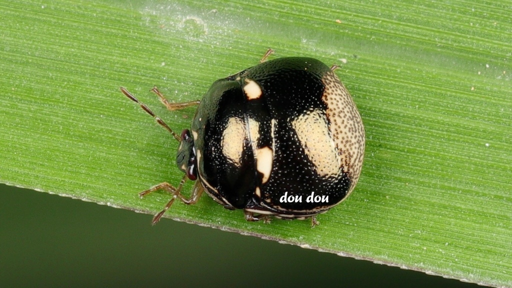 Coptosoma semiflavum from 中国福建省南平市武夷山 on July 14, 2020 at 11:03 PM by ...