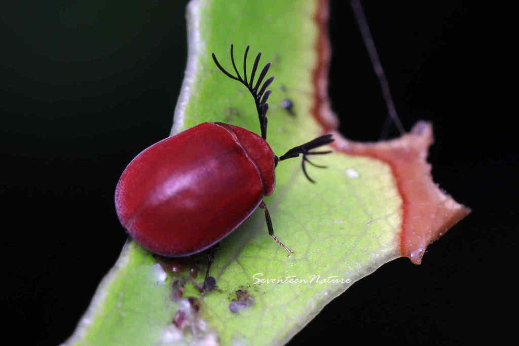 Water Penny Beetles from 中国福建省三明市三元区 on May 5, 2021 at 11:03 AM by 石柒 ...