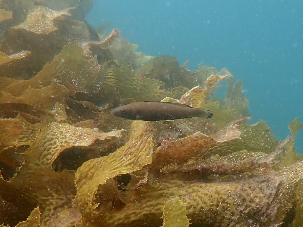Little Weed Whiting from Shiprock Reserve NSW, Australia on November 22 ...
