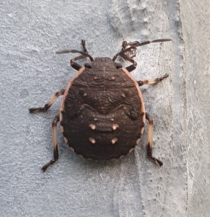 Stink Bugs from Lyons ACT 2606, Australia on November 22, 2021 at 06:16 ...