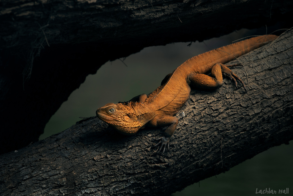 Australian Water Dragon from Glen Davis NSW 2846, Australia on October ...