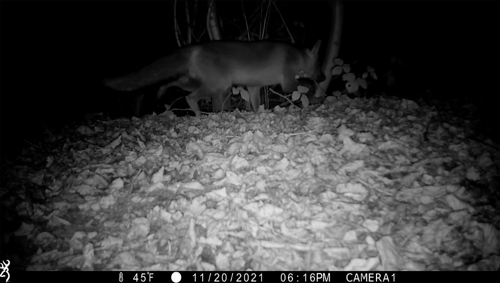 Red Fox in November 2021 by Tig. Still from trailcam video. · iNaturalist