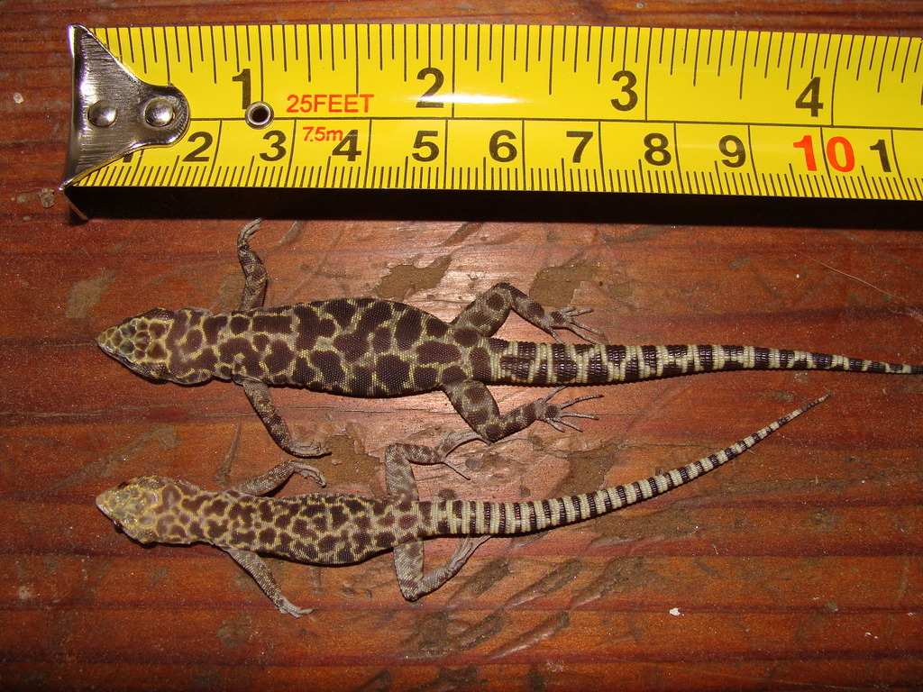 Xantusia Henshawi