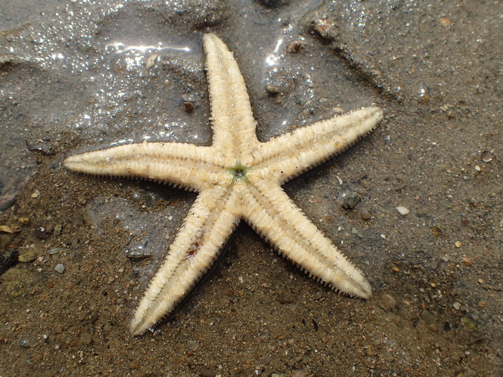 Indo-Pacific Sand Star from Hong Kong on April 30, 2018 by jcarloshk ...